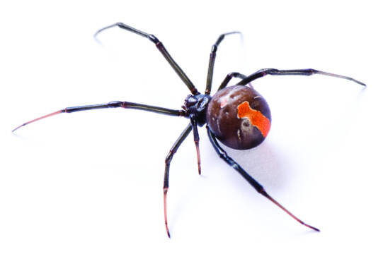 Why You Shouldn t Fear The Creepy Crawlies In Australia John Mason Why You Shouldn t Fear The Creepy Crawlies In Australia John Mason